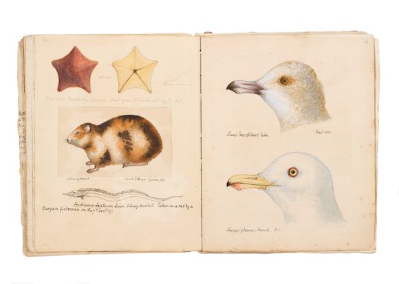 Bonhams : COCKS (WILLIAM PENNINGTON) "Hand-Coloured Drawings of Birds ...