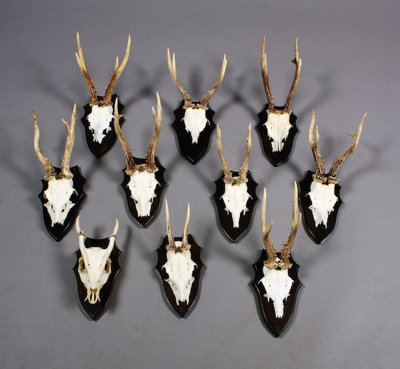 Bonhams : Ten pairs of Roebuck and other antlers