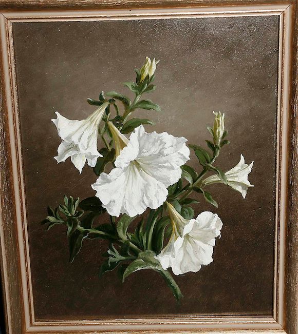 Bonhams : David di Winton (20th Century) White Petunia 24 x 19cm,