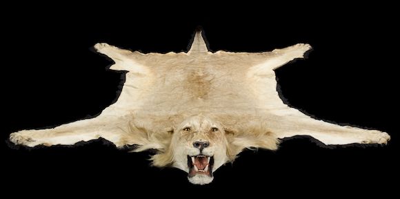 Bonhams : A Lion Skin rug with full mount head