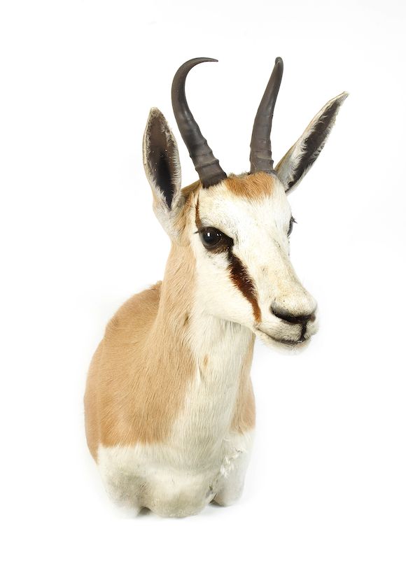 Bonhams : A Black Springbok head