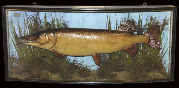 Bonhams : A Pike mounted in a bow front gilt lined case