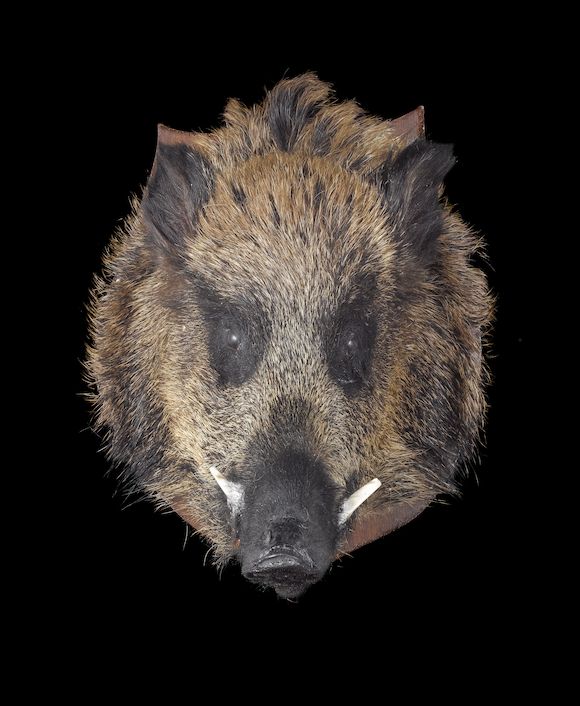 Bonhams : A Wild Boar head