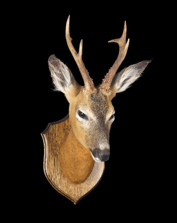 Bonhams : A Roe Buck head