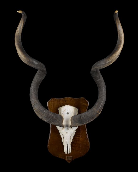 Bonhams : A set of Greater Kudu horns