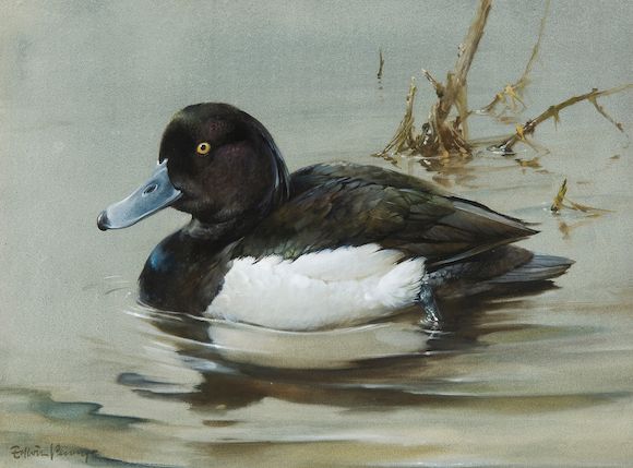 Bonhams : Edwin Penny (British, born 1930) "Tufted Duck"