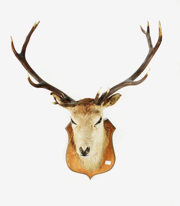 Bonhams : A royal red deer stag's head