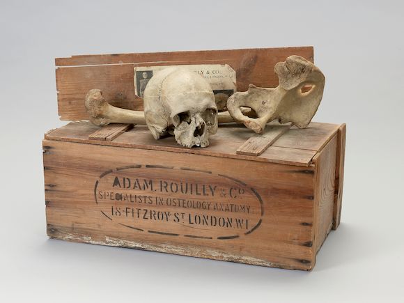 Bonhams : Two wooden cases of human bones boxes 60cm wide.