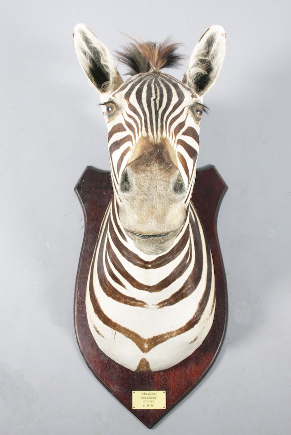 Bonhams : A mounted zebra head (Equ burchelli) on wooden shield