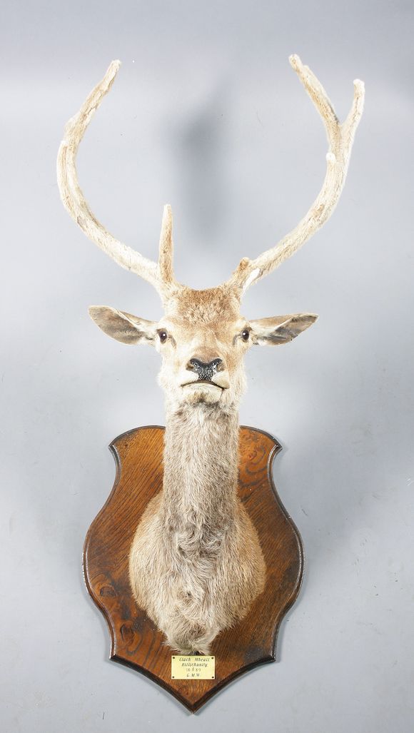Bonhams : A stuffed and mounted Red Deer head