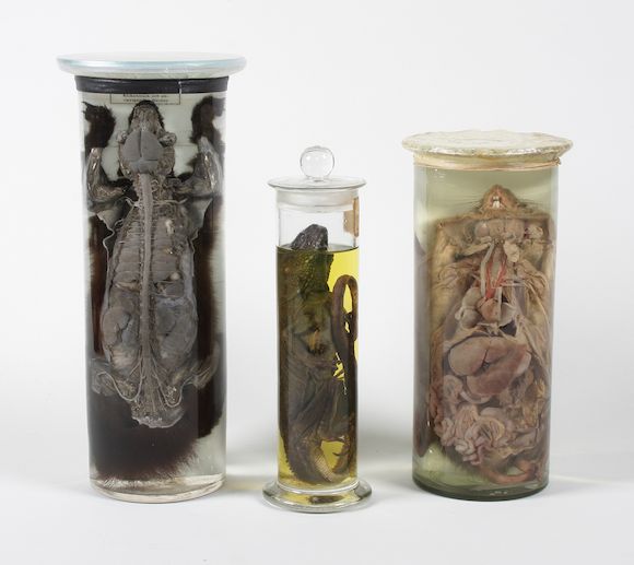 Bonhams : Three anatomical animal specimens in 'pickle' jars 3