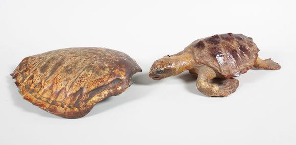 Bonhams : A small turtle, a turtle shell, late 19th century, and a ...