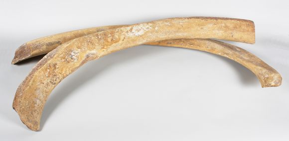 Bonhams : A massive pair of part fossilised whale ribs