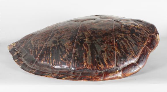 Bonhams : A very large turtle shell