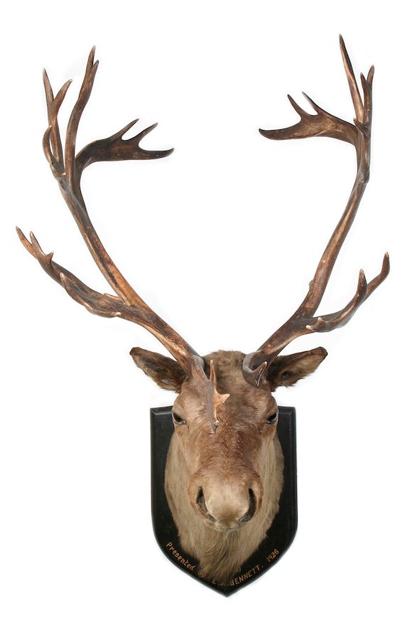 Bonhams : A large mounted Caribou head