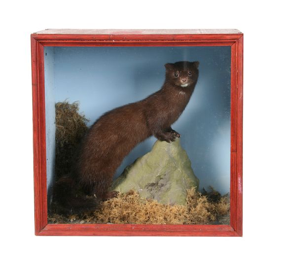 Bonhams : A cased stuffed mink