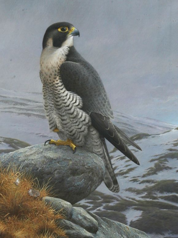 Bonhams : Raymond C Watson (British, 1935) A falcon perched on a rock ...