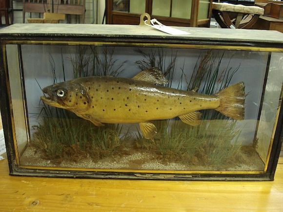 Bonhams : An early cased Trout mounted amongst reeds, grasses and moss