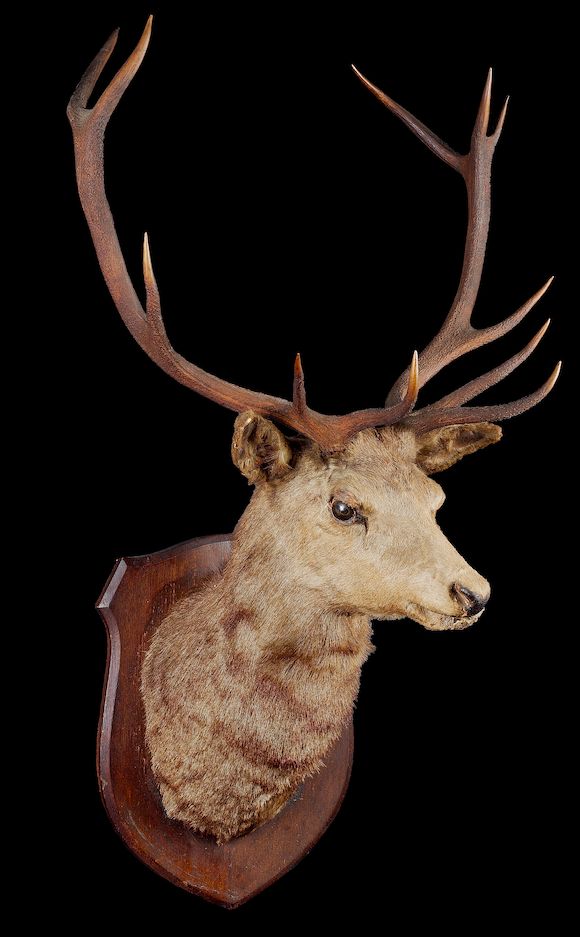 Bonhams : A mounted red stag head