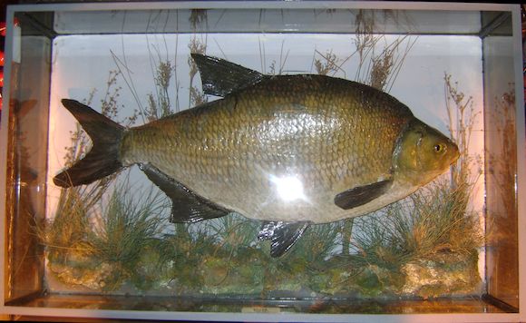 Bonhams : A mounted bream, early 20th century,