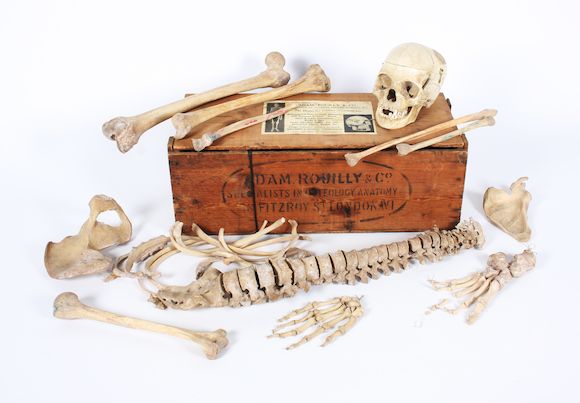 Bonhams : A 1920s human anatomical half skeleton