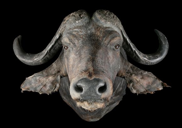 Bonhams : A Cape buffalo head