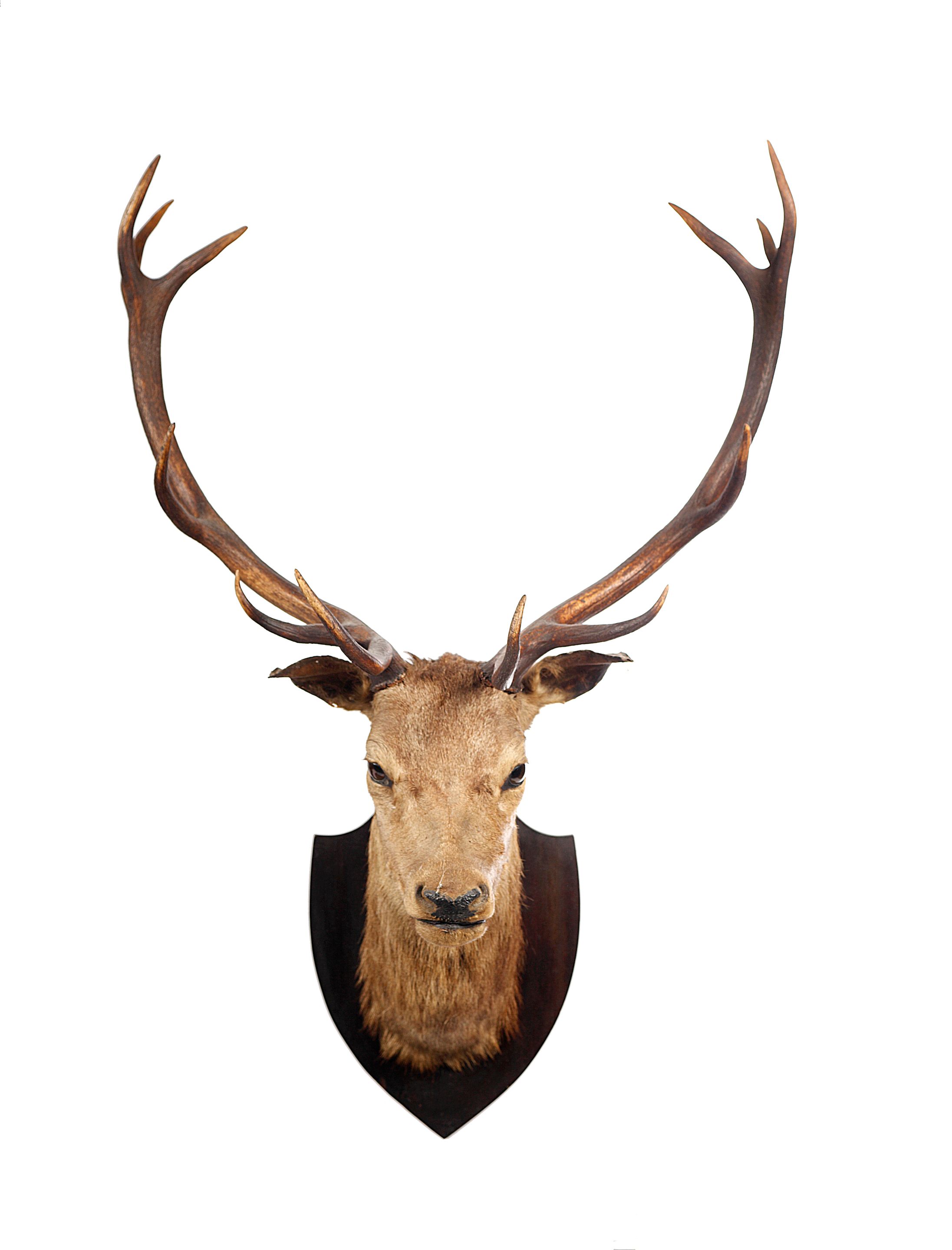 Bonhams : A stags head,
