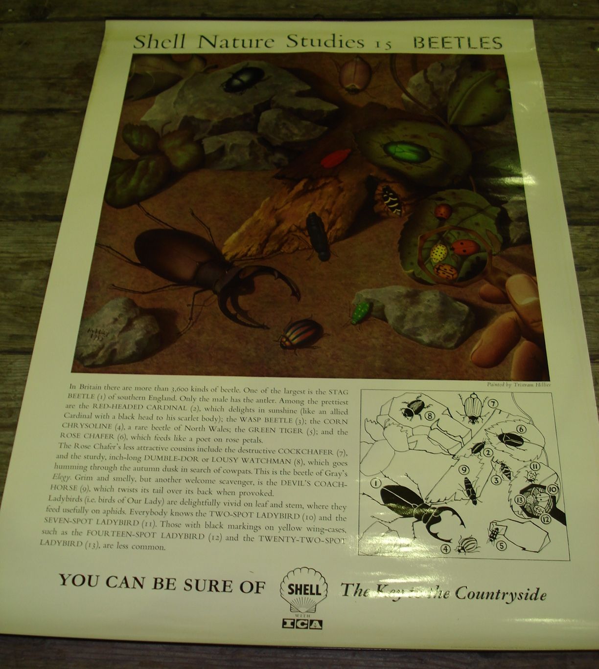 Bonhams Cars : Twelve Shell Nature Study posters,