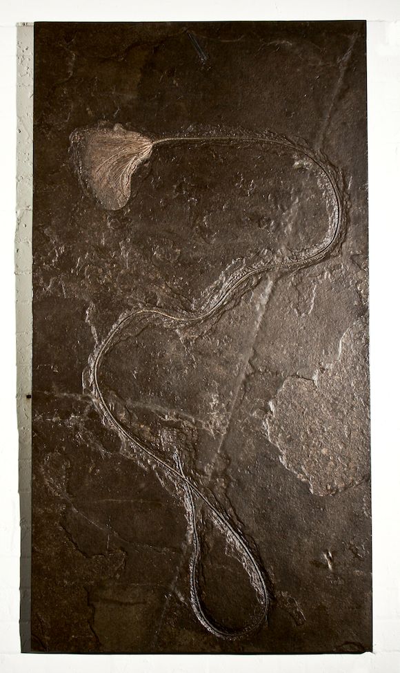 Bonhams : A fossilised Crinoid, Seirocrinus subangularis,