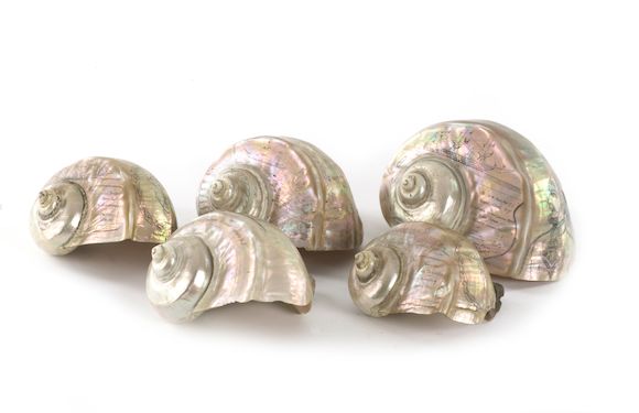 Bonhams : A collection of five Victorian engraved and pen work conch shells