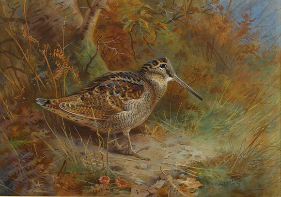 Bonhams : Archibald Thorburn (British, 1860-1935) A Woodcock