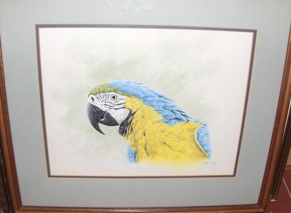 Bonhams : Stephen Gayford (British, born 1954) Blue and gold macaw