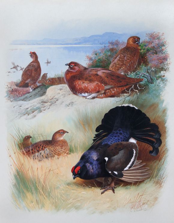 Bonhams : Archibald Thorburn (British, 1860-1935) 'Red Grouse (male ...