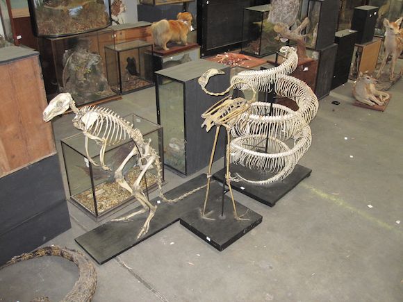Bonhams : A group of six old skeletal displays (6)