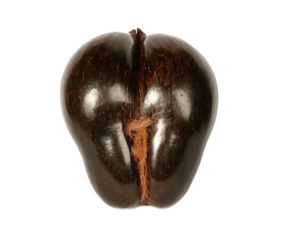 Bonhams : A Coco De Mer nut(Lodoicea Maldivica)