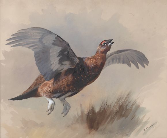 Bonhams : Archibald Thorburn (British, 1860-1935) Red Grouse in flight