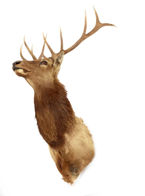 Bonhams : A subadult red deer or American wapiti stag trophy head