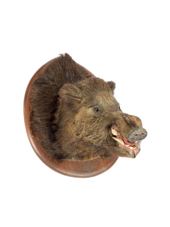 Bonhams : A wild boar trophy head