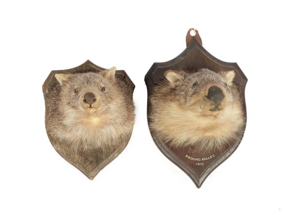 Bonhams : Two common wombat trophy heads by Rowland Ward (2)