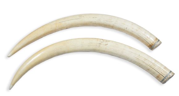 Bonhams : A large pair of African bull elephant tusks (2)