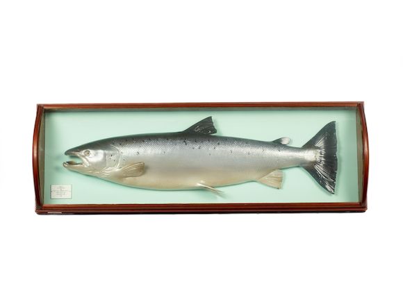 Bonhams : A cast of a 25lb Atlantic salmon by Allan Allison of Scotland