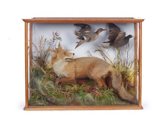 Bonhams : A red fox disturbing a moorhen and teal