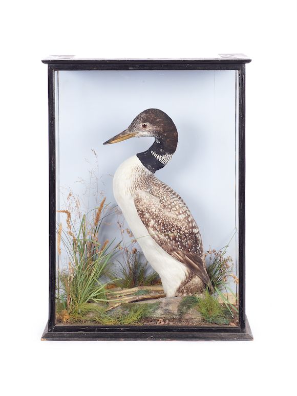 Bonhams : Two displays of common loons (2)