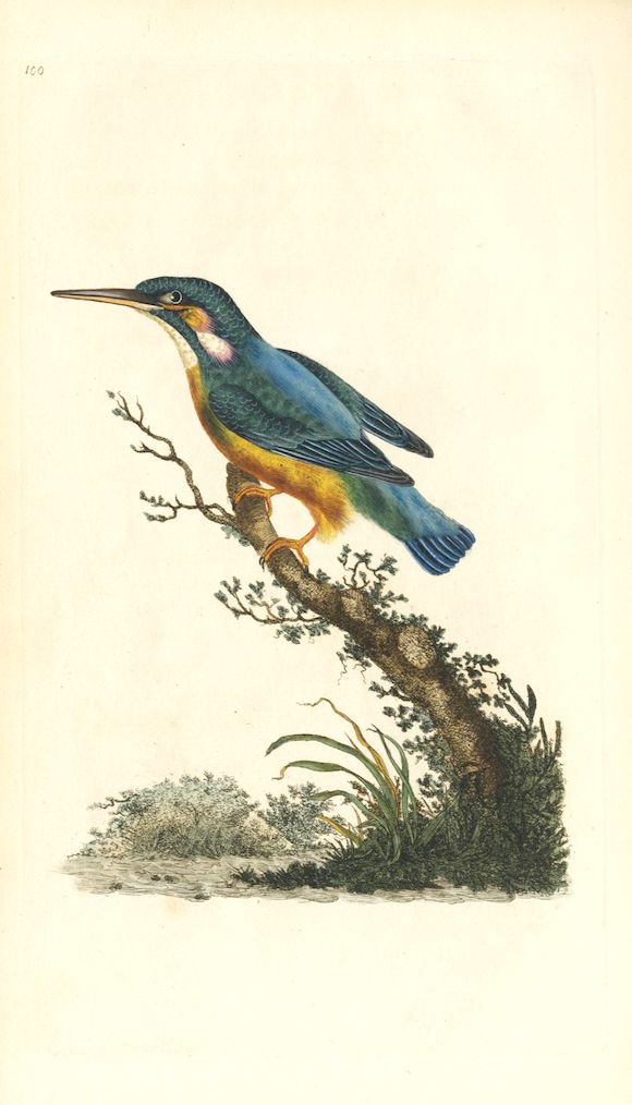 Bonhams : DONOVAN (EDWARD) The Natural History of British Birds; or, a ...