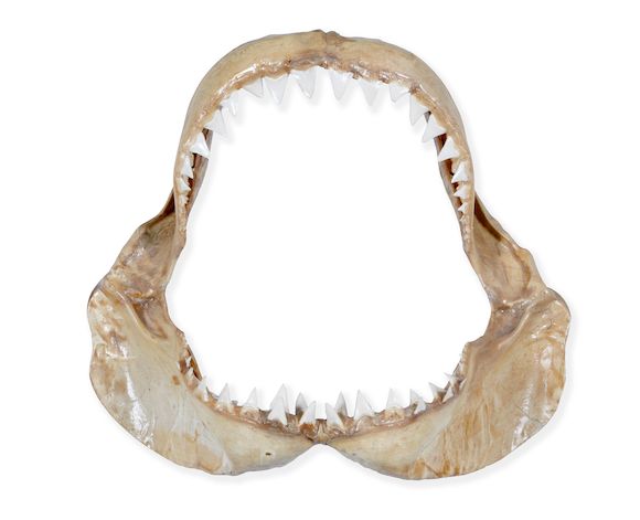 Bonhams : A toothed shark jaw trophy