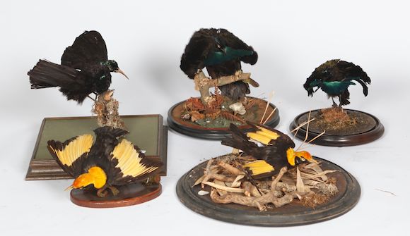 Bonhams : Five bird of paradise and bowerbird displays (5)