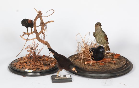 Bonhams : Three exotic bird displays (3)