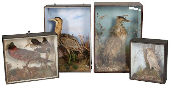 Bonhams : Four cased bird displays (4)