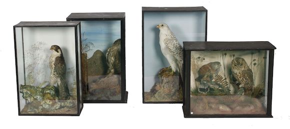 Bonhams : Four bird of prey displays (4)
