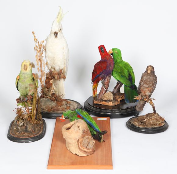 Bonhams : Five parrot displays (5)
